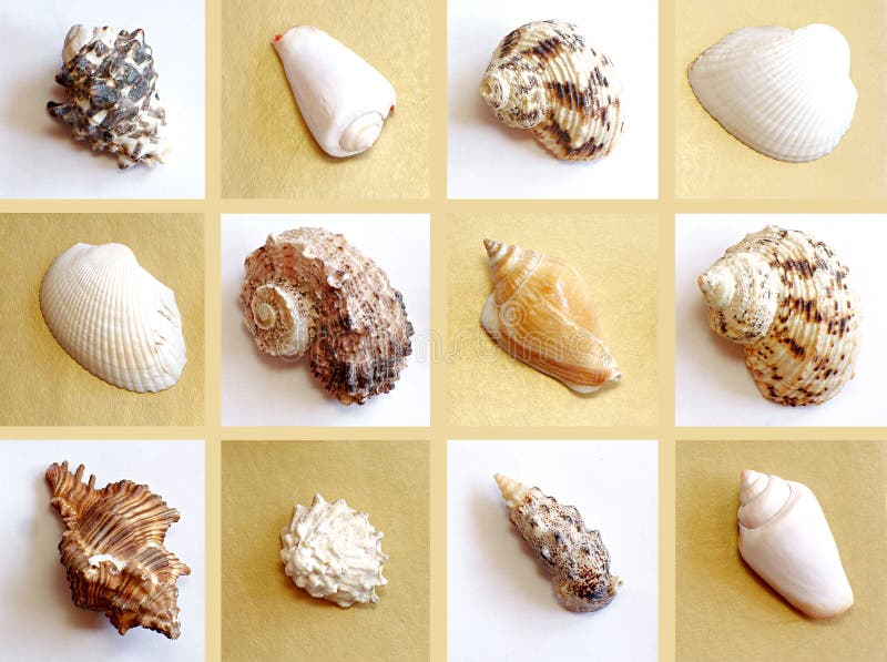 Shells stock photo. Image of shell, square, white, contrast - 13371348