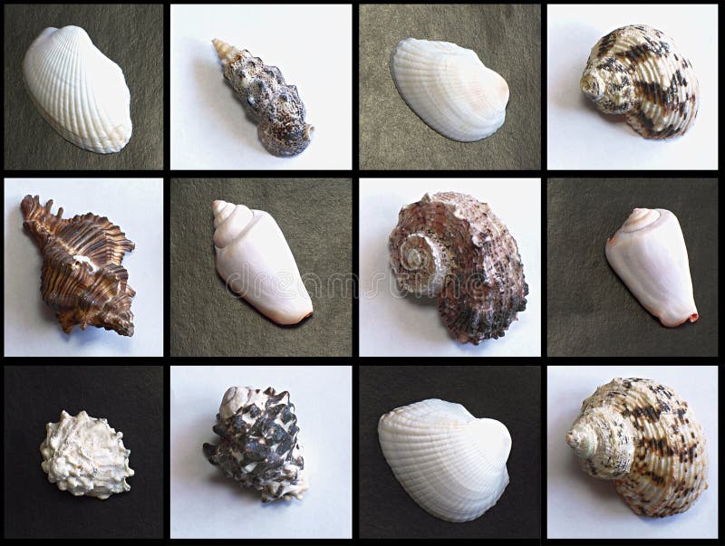 Shells stock image. Image of chess, line, yellow, board - 13371357