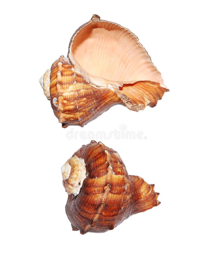 Shells stock photo. Image of ocean, water, sides, sand - 15908228