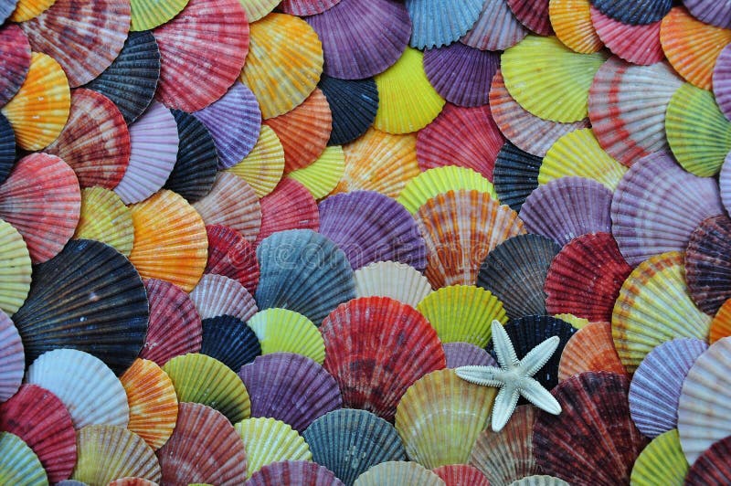 Beach sea shells stock image. Image of tropical, tropics - 5528681