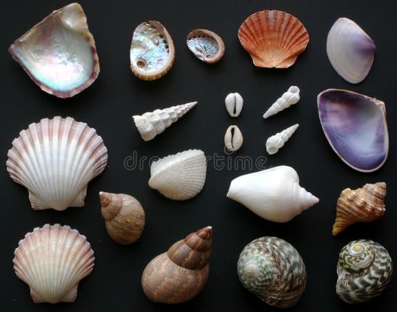 Shells stock image. Image of shell, shapes, fauna, colour - 184703