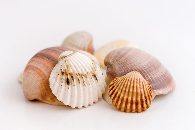 Shells stock photo. Image of white, cherry, pattern, decorative - 18934544