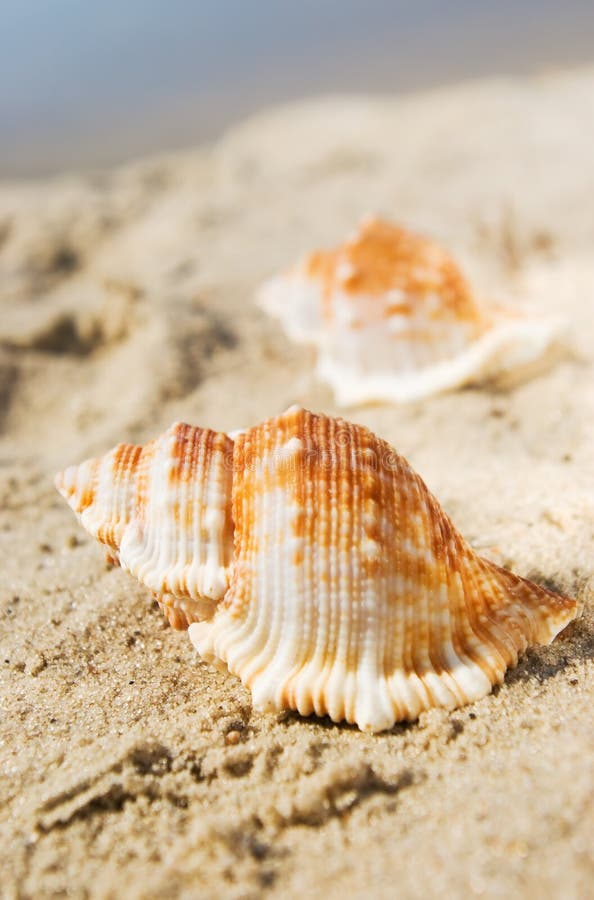 Seashells on beach stock photo. Image of coast, seashells - 5339834