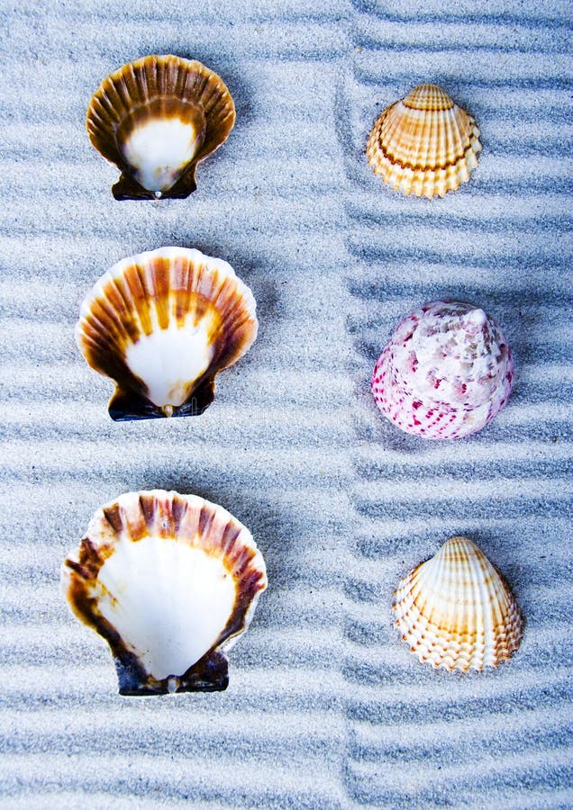 Shells stock photo. Image of sandy, tropical, exoskeleton - 2077376