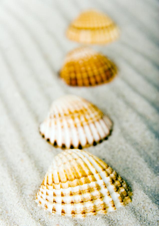 Shells stock image. Image of exoskeleton, crusts, sandy - 2077425