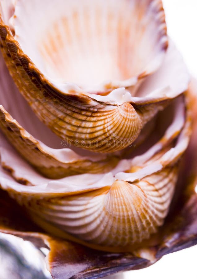 Shells stock photo. Image of beach, seashell, holiday - 2077528