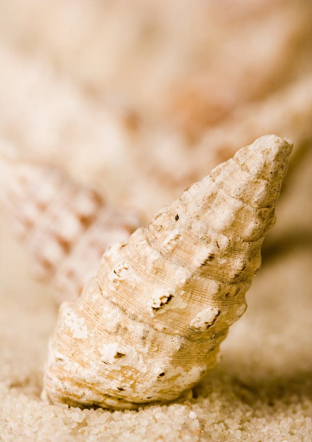 Shells1 stock photo. Image of shapes, shells, decoration - 124144