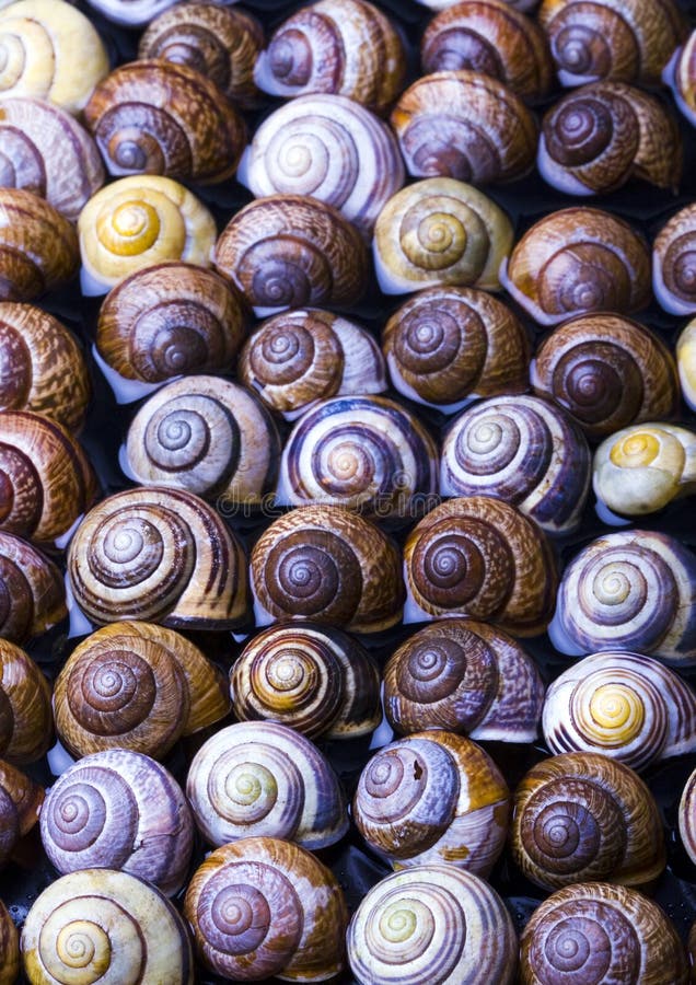 Shells stock image. Image of snail, gastropod, shells - 2077601