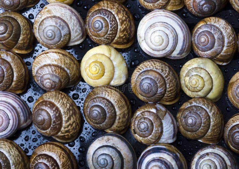 Two brown shells stock image. Image of collect, shells - 798145