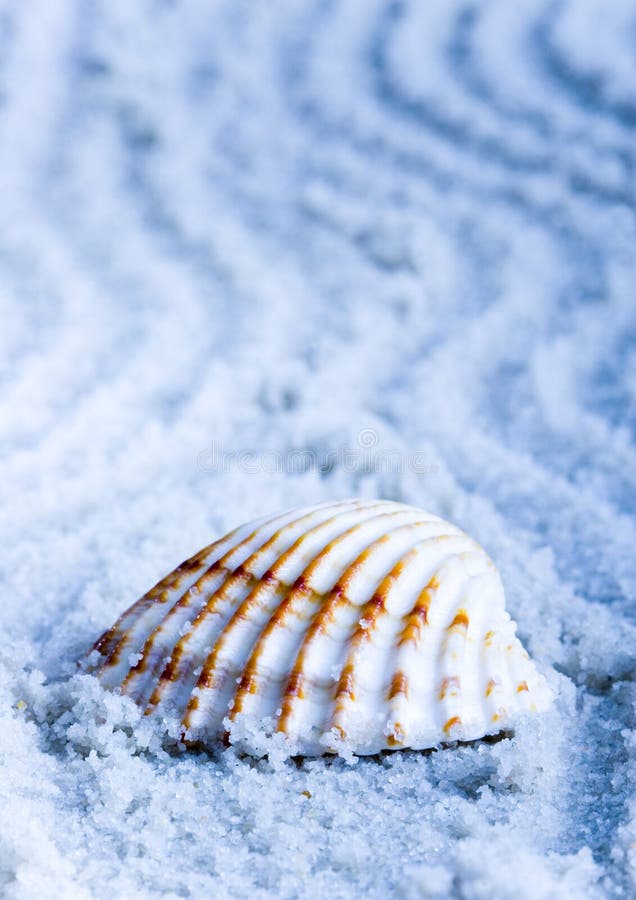 Shells stock image. Image of holiday, sand, mollusc, marine - 2077679