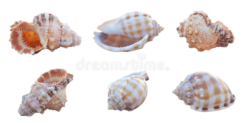 Shells stock image. Image of science, marine, diving - 21391225