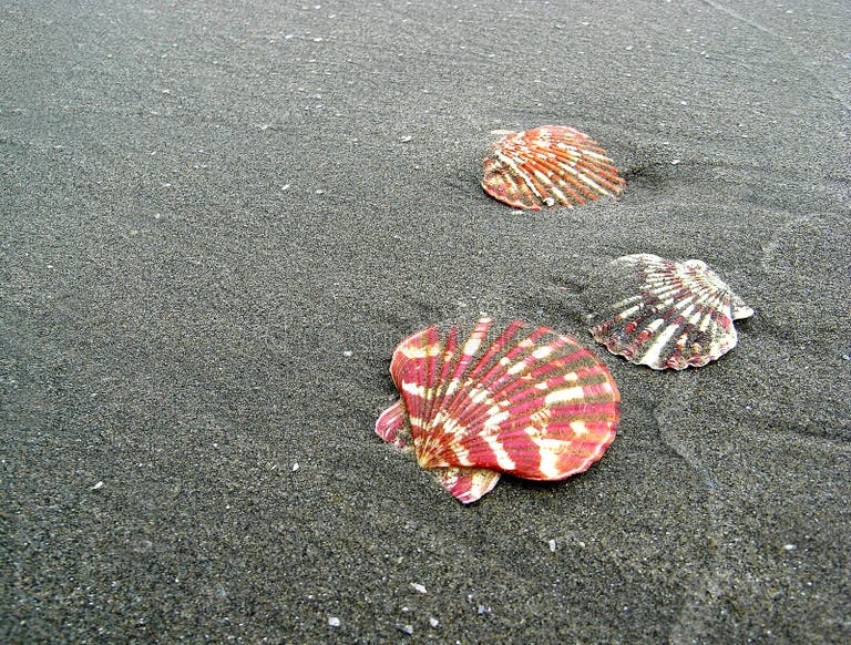 Shells stock image. Image of holiday, beach, shell, relax - 22830777