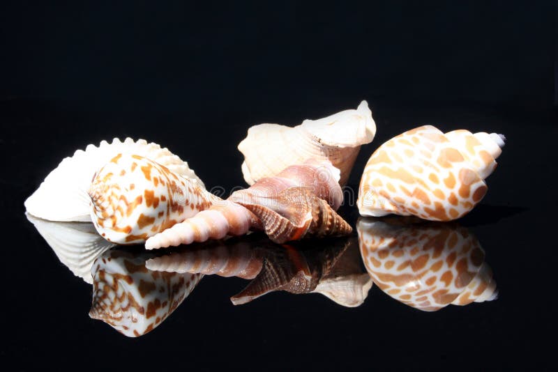 Shells stock image. Image of unique, ocean, collection - 2326159