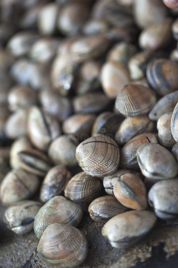 Shells stock image. Image of market, gastronomy, shop - 23441999