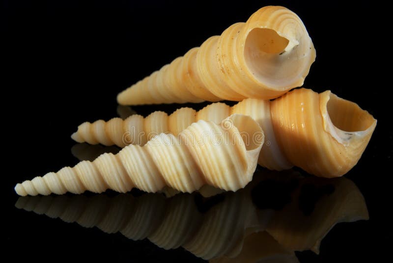 Two brown shells stock image. Image of collect, shells - 798145