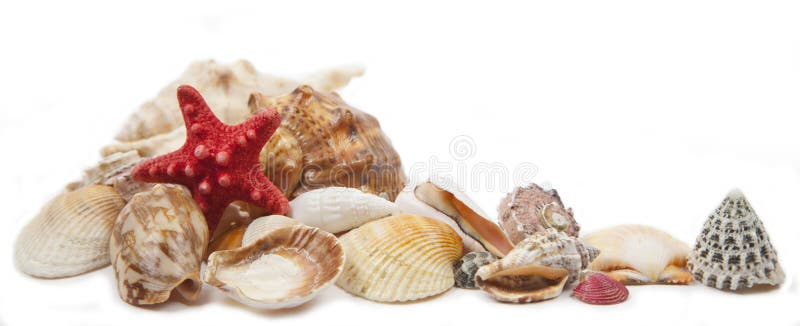 Shells stock image. Image of seashells, cute, togetherness - 25201725