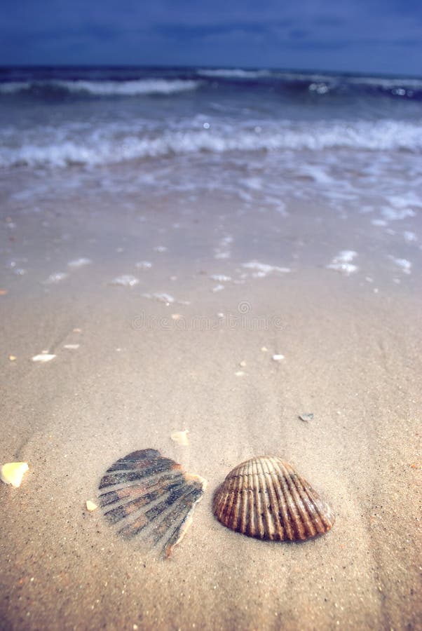 The shells stock photo. Image of journey, sand, australia - 29384142