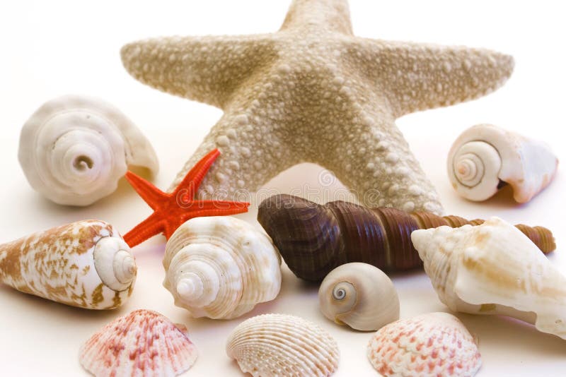 Shells Free Stock Photos & Pictures, Shells Royalty-Free and Public ...