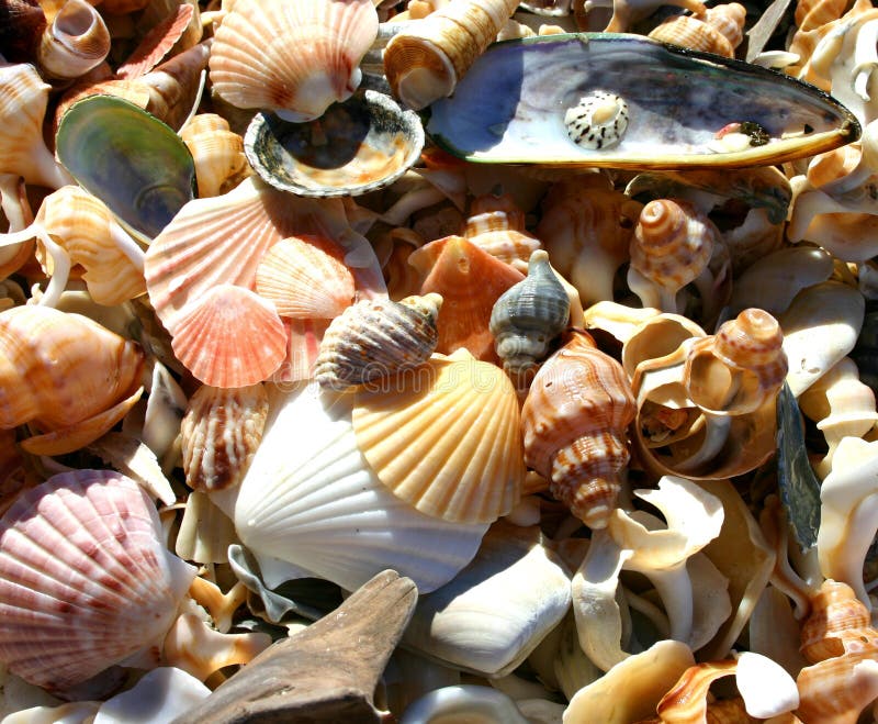 Shells stock photo. Image of beach, shells, limpets, summer - 3180992