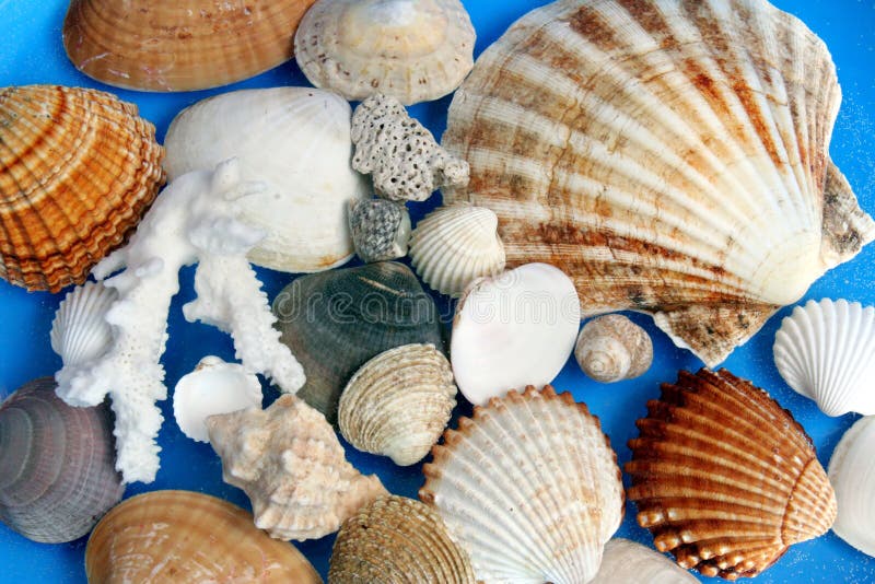6,144 Underwater Shells Photos - Free & Royalty-Free Stock Photos from ...
