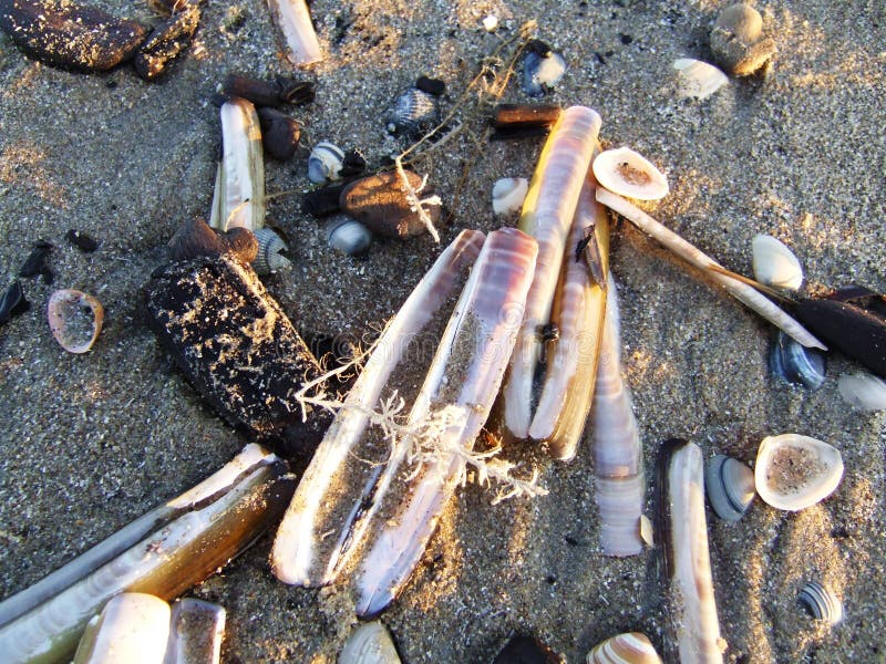 Shells stock image. Image of valve, europe, beaches, seashell - 4435075