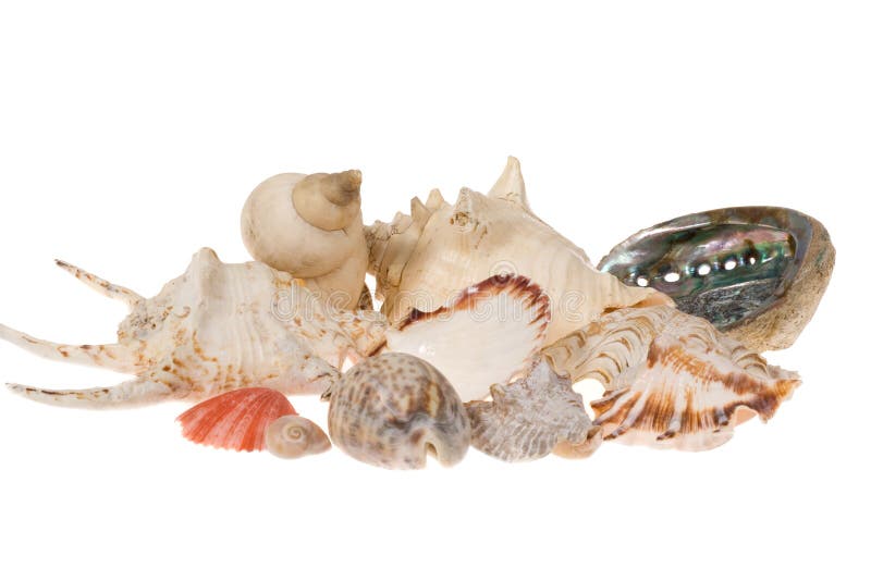 Seashells in a Stack stock photo. Image of pile, sand - 11742812