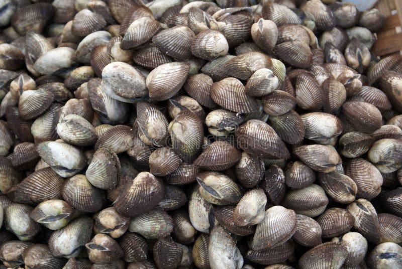 Clams in fish market stock image. Image of heap, abstraction - 101242805