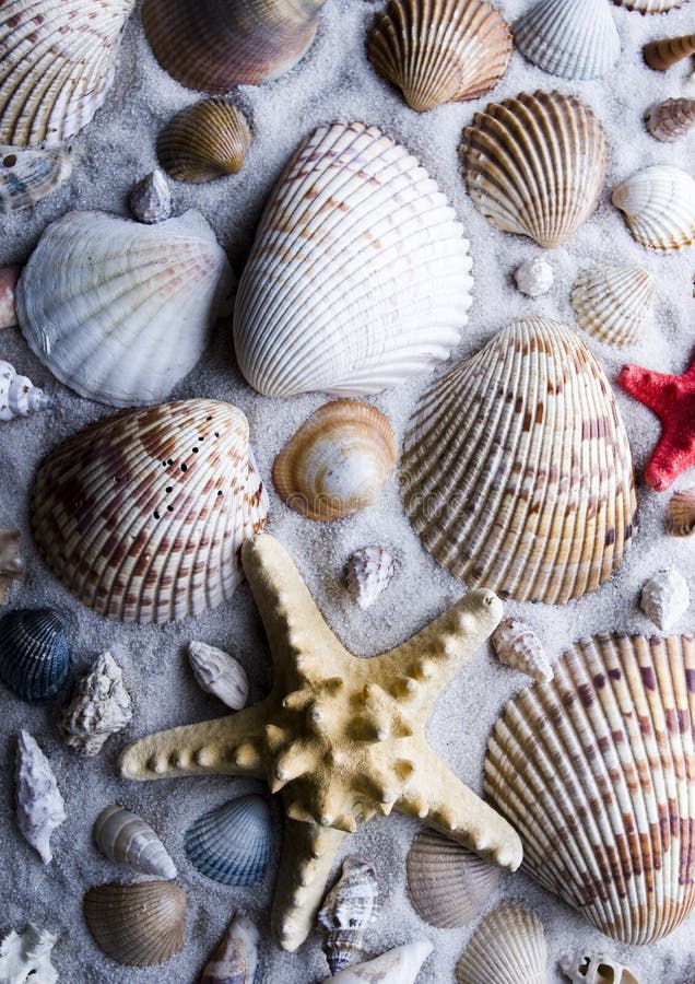 Shells stock photo. Image of sealife, seaside, seashell - 6314992