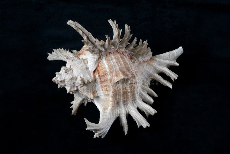 Shells stock image. Image of shapes, rock, marine, shape - 669317