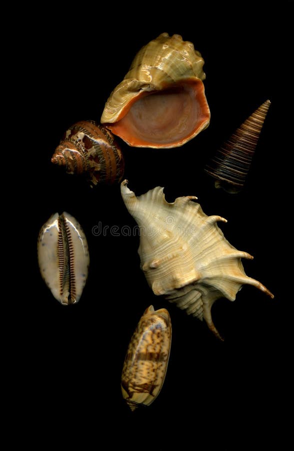 Shells stock photo. Image of mollusk, small, organic, spiral - 6905814