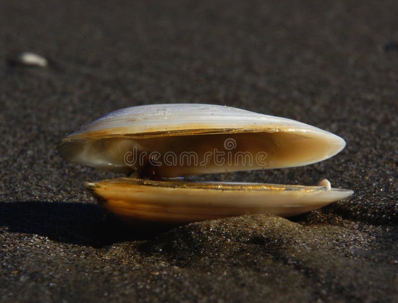 Shells Picture. Image: 84943462