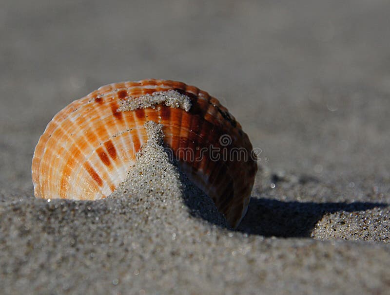 Shells Picture. Image: 84943469