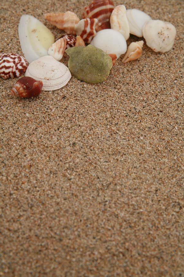 Shells stock image. Image of seashell, beach, outdoor, natural - 938105