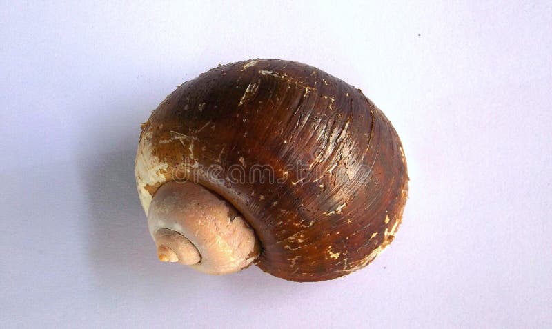 Shell stock photo. Image of molluscs, snail, conchology - 100032562