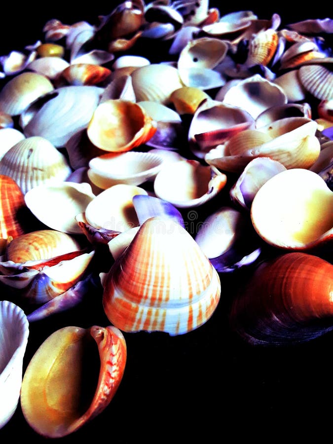 Some Shells that Were Collected Stock Image - Image of marks, textures ...