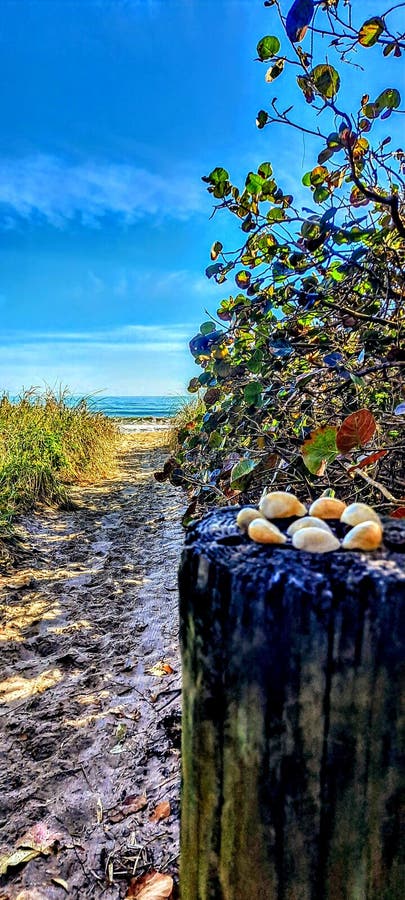 Shells Along the Path in Jensen Beach Stock Image - Image of plant ...