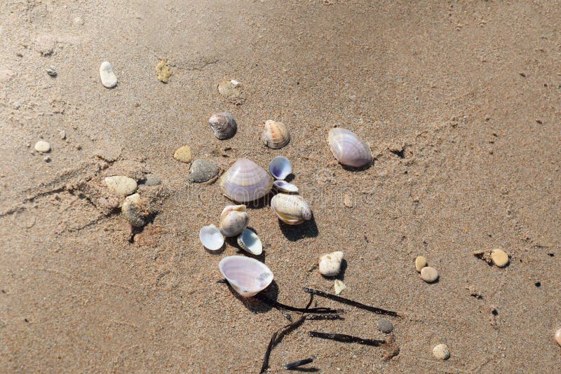 Shells stock image. Image of holiday, shells, greece - 77450581