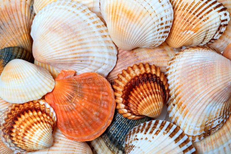 Shells Anadara Scallops Stock Photos - Free & Royalty-Free Stock Photos ...