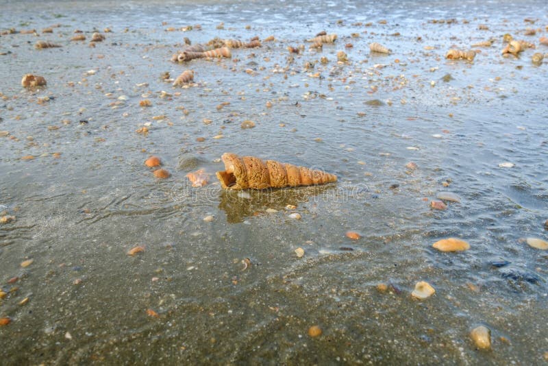 Shells that Appear after Dropping the Sea. Stock Photo - Image of ...