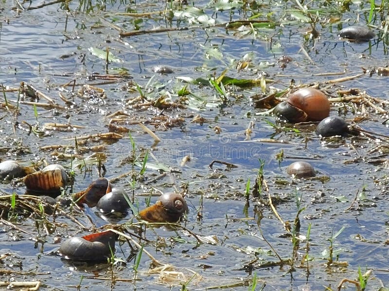 Apple Snails stock photo. Image of limpkin, gastropod - 129672300