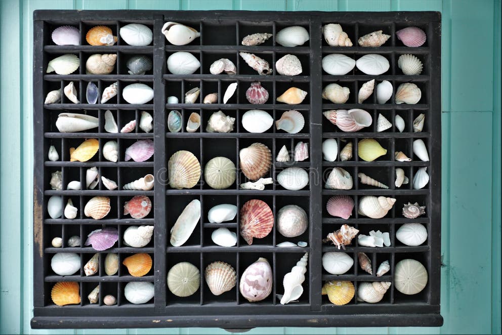 Shells Assortment Collection Different Expo Stock Image - Image of sand ...