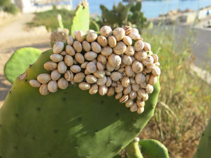 Shells Attached To the Cactus Leaf in the Mediterranean Village Stock ...