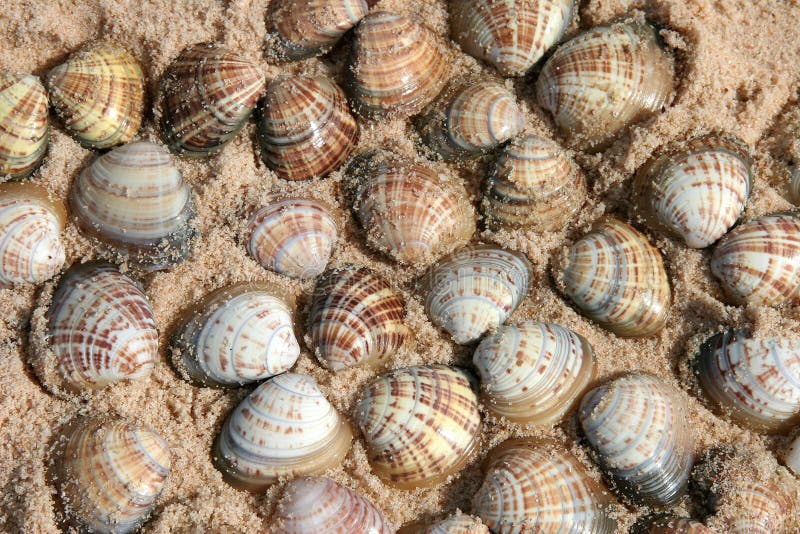 Shells, Australia stock image. Image of tropical, colorful - 5909853