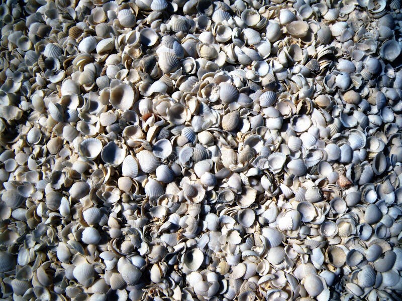 155 Shells Australian Beach Stock Photos - Free & Royalty-Free Stock ...