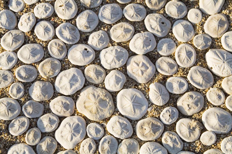 Shells Background Picture. Image: 2177336