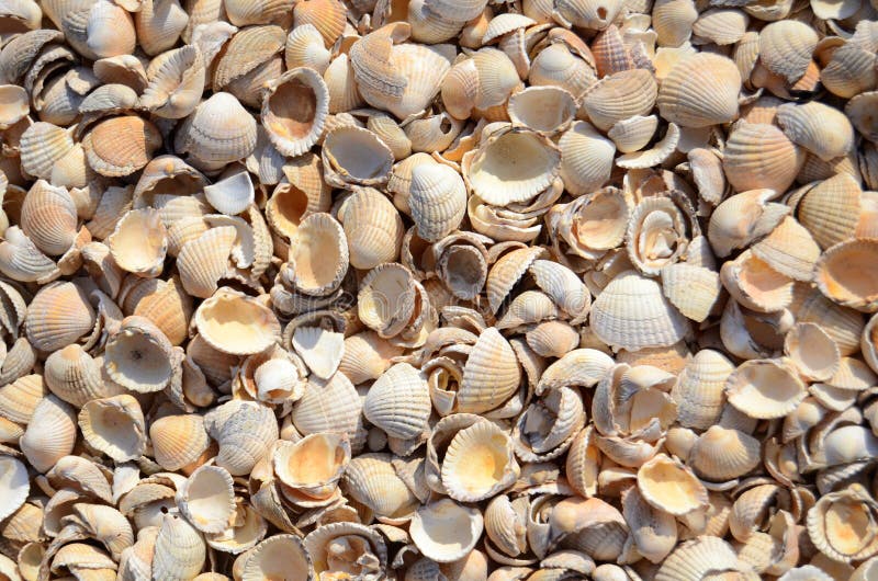 Shells Background stock photo. Image of hundreds, brown - 25914596