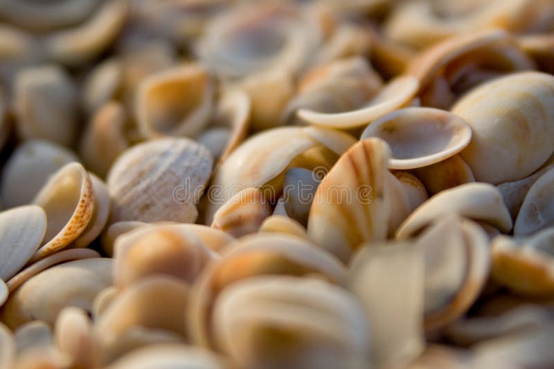 Shells Background stock image. Image of closeup, shells - 7075353
