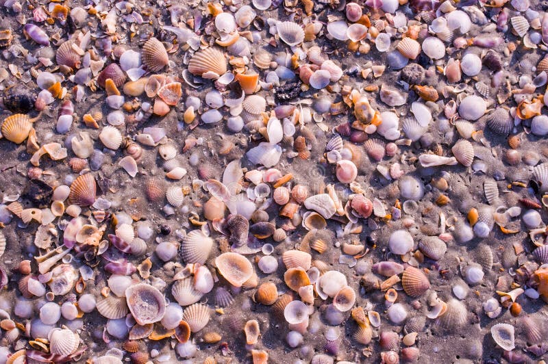 Shells background stock image. Image of background, nature - 50201675