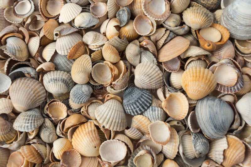 Shells stock photo. Image of destinations, relaxation - 80166398
