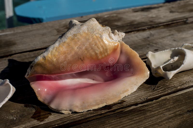 Shells on the Idsland of Bimini Stock Image - Image of skies, palmtrees ...